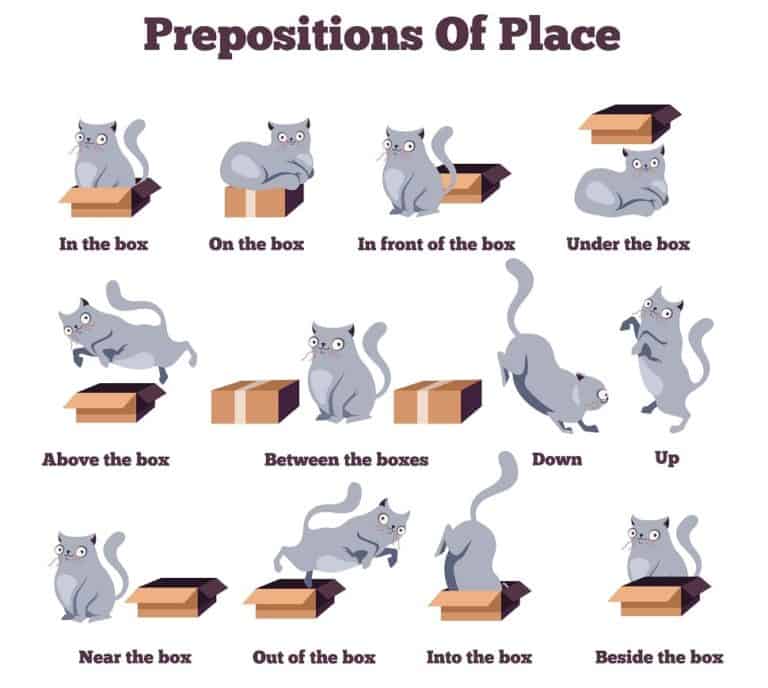 What are the Different Types of Prepositions?